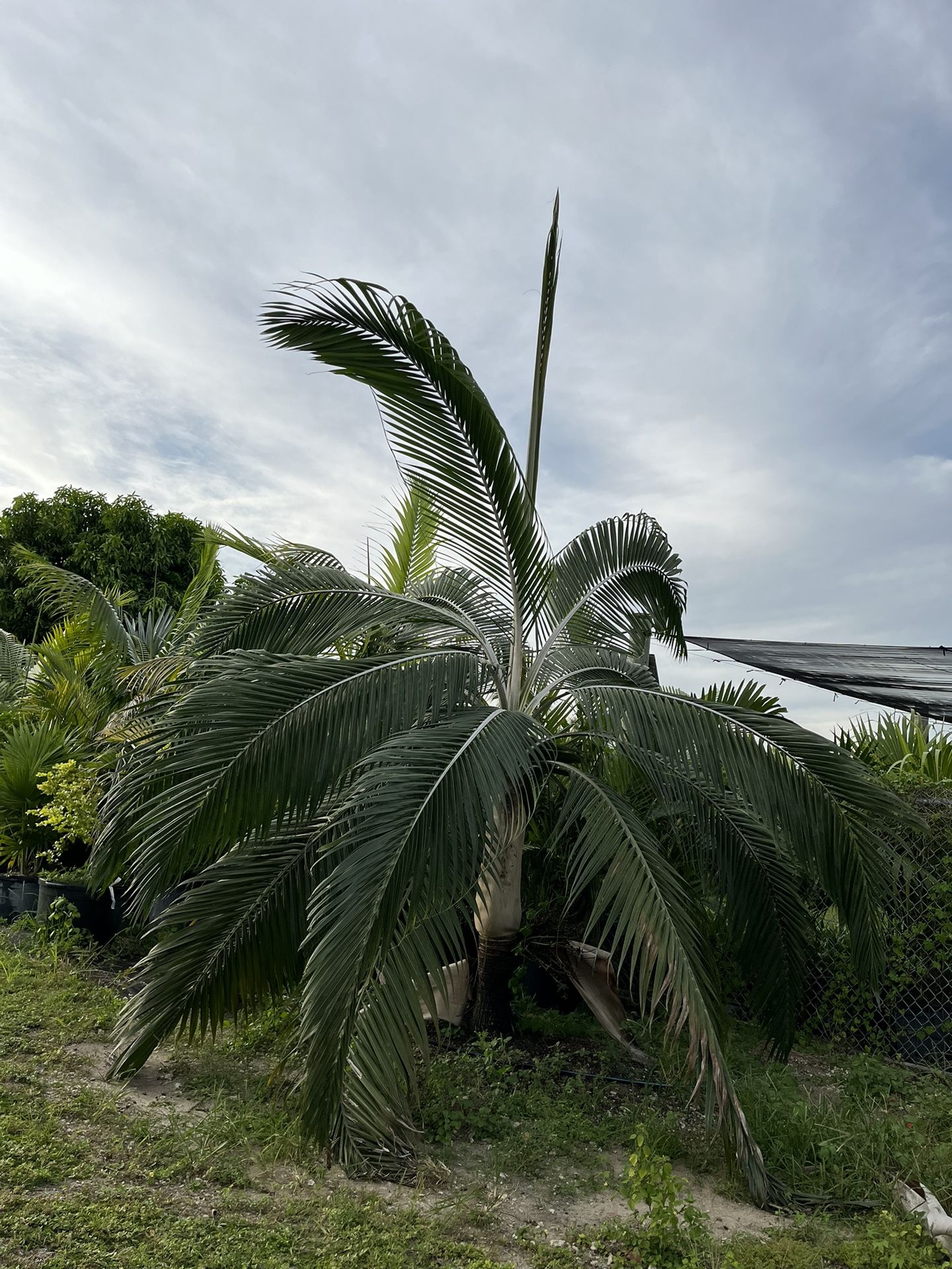 Princess Palm (dwarf) for Sale in Fort Lauderdale, FL - OfferUp