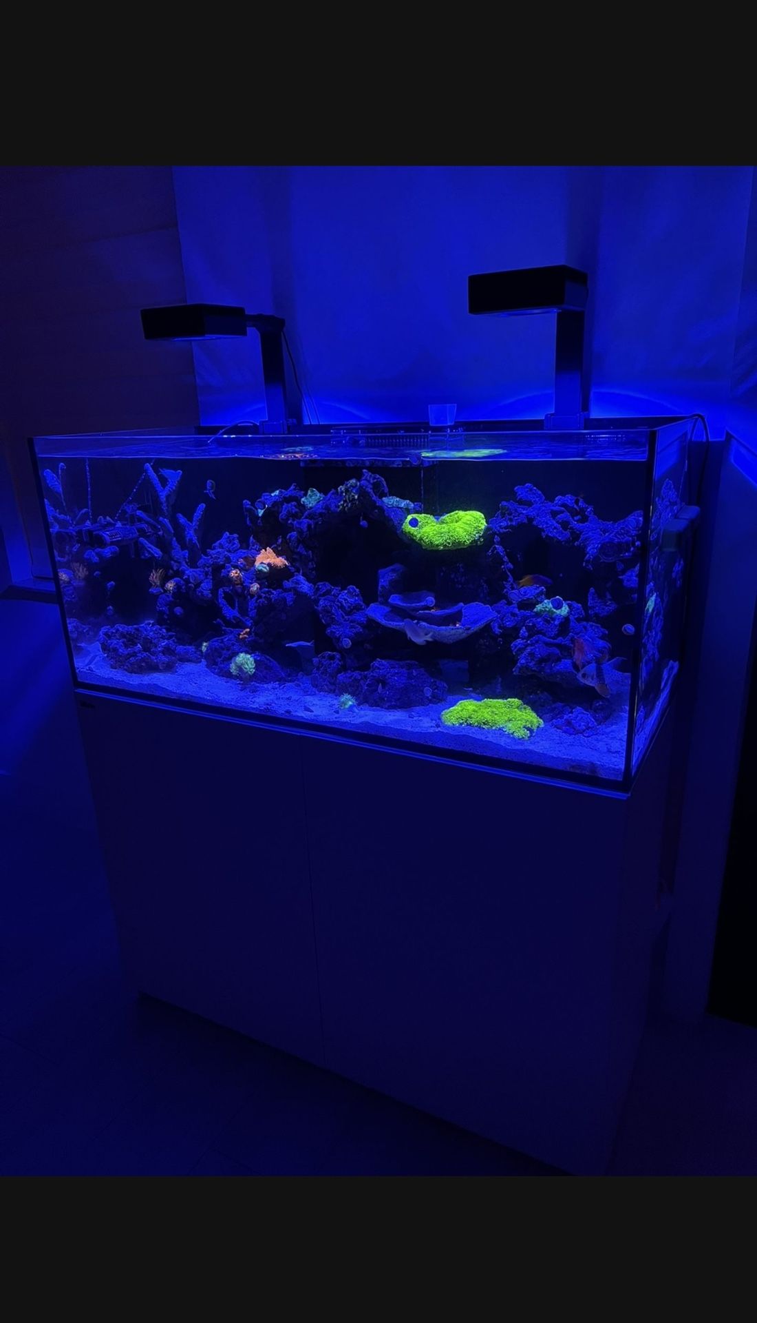 Red Saltwater Aquarium Fish