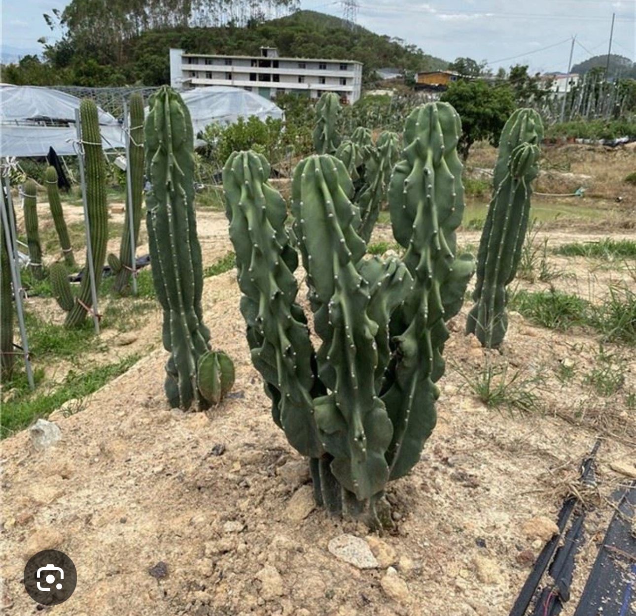 Monster Cactus for Sale in Fresno, CA - OfferUp