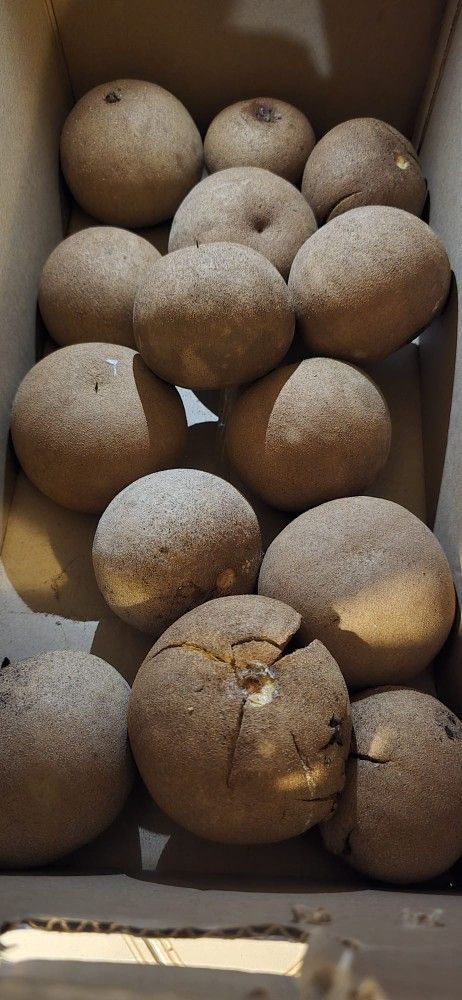 Naseberry, Sapodilla, Chinook Fruit for Sale in Fort Lauderdale, FL ...