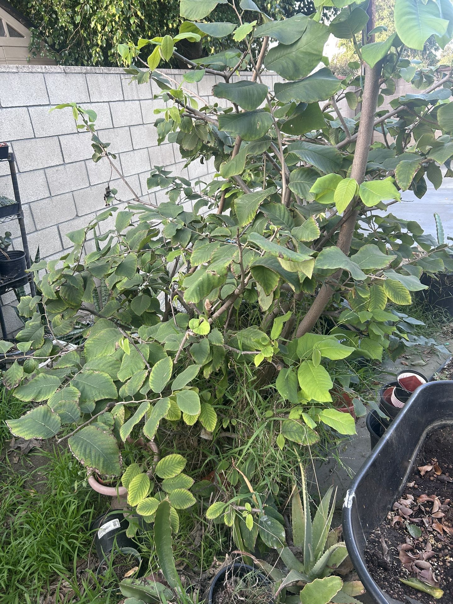 FREE CHERIMOYA TREES for Sale in Garden Grove, CA - OfferUp