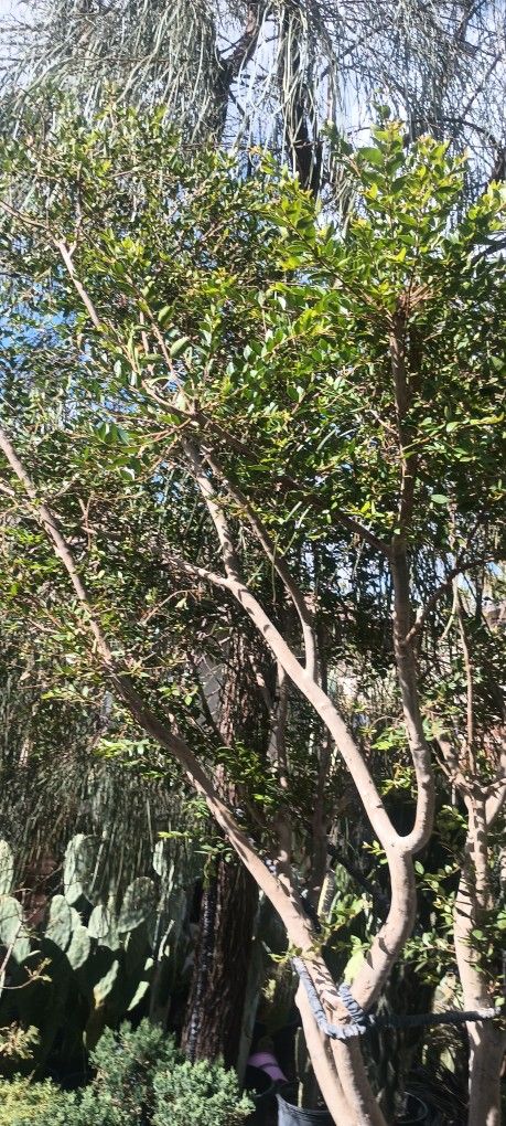 Fruit Arrayán Tree. for Sale in Apple Valley, CA - OfferUp