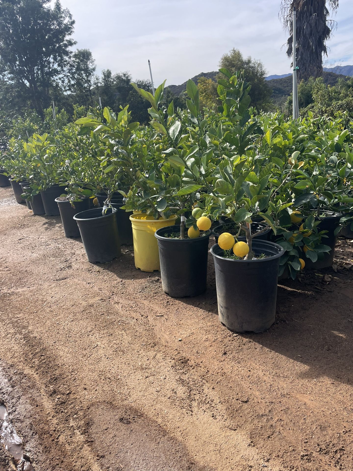 5 Gallon Size- Fruiting Age- Citrus Trees for Sale in Escondido, CA ...