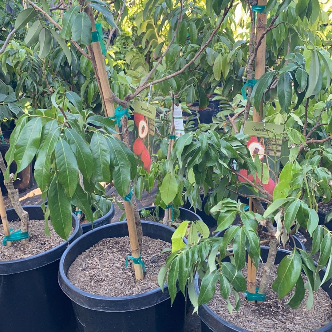 Lychee Tree In A Pot