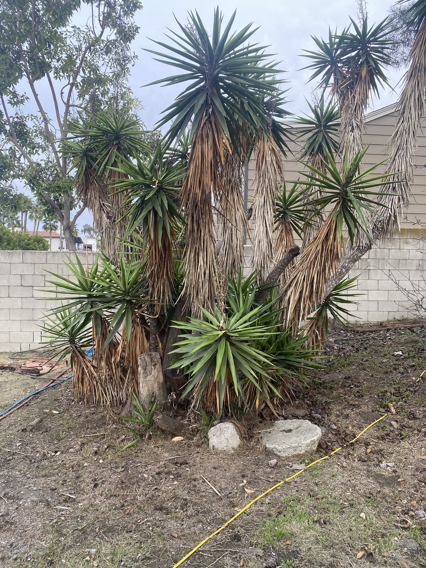 Free yucca And Fire stick Plants for Sale in San Marcos, CA - OfferUp