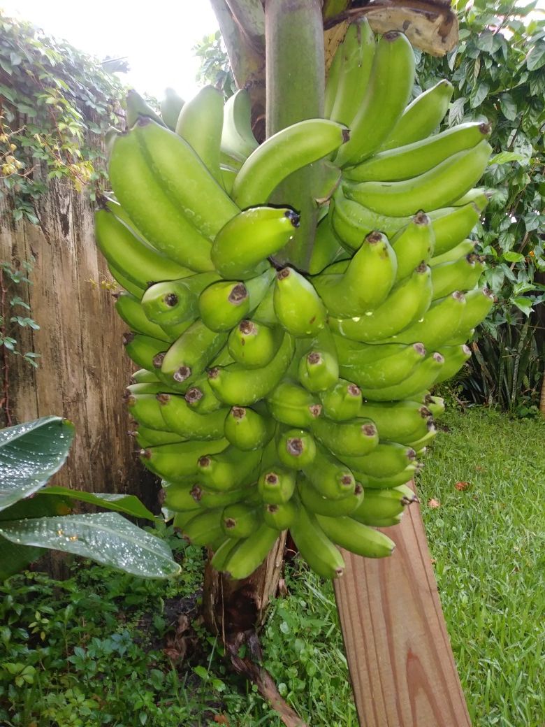 Chiquita banana tree plant for Sale in Pompano Beach, FL - OfferUp