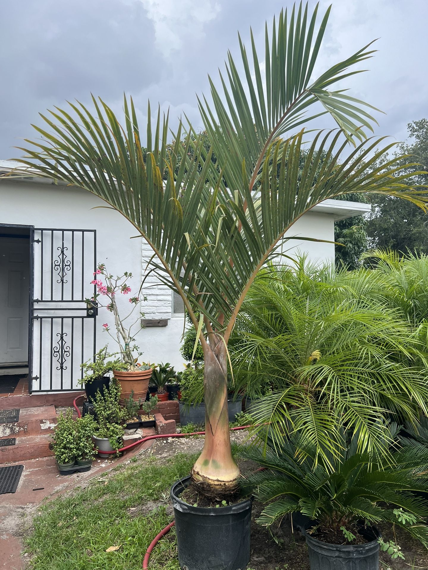 Spindle Palms In 15 gls Pot. SPECIAL PRICE for Sale in Miami, FL - OfferUp