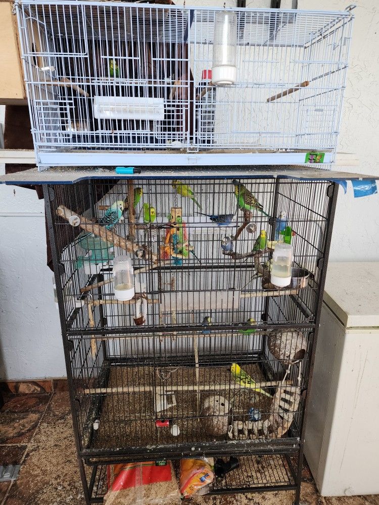 Birds and Cage for Sale in Miami, FL - OfferUp