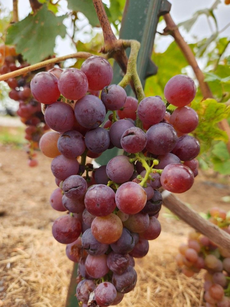 Big Grape Bush Suffolk for Sale in Vancouver, WA - OfferUp