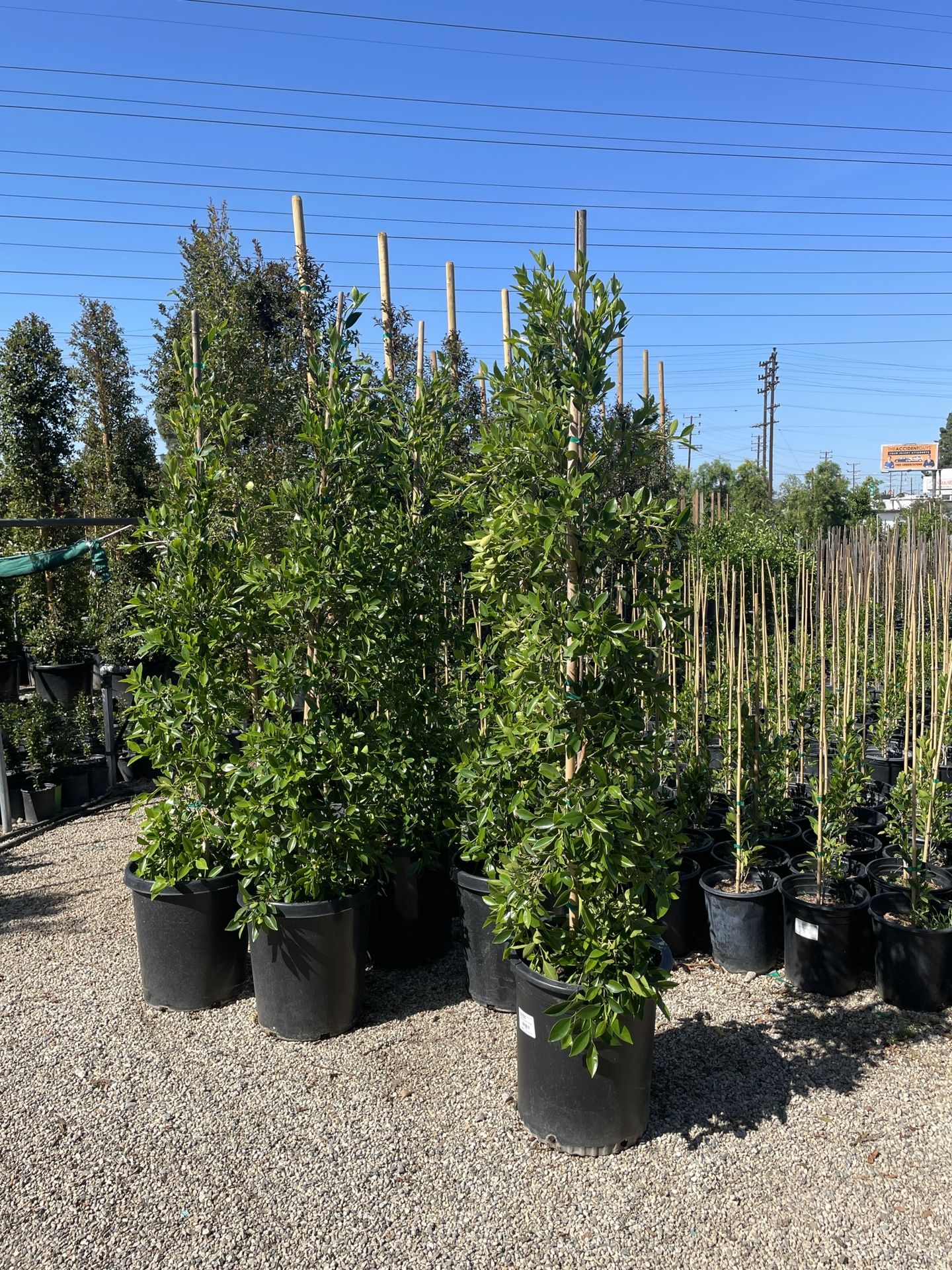 Ficus Trees In 15 Gallon Pot for Sale in Los Angeles, CA - OfferUp