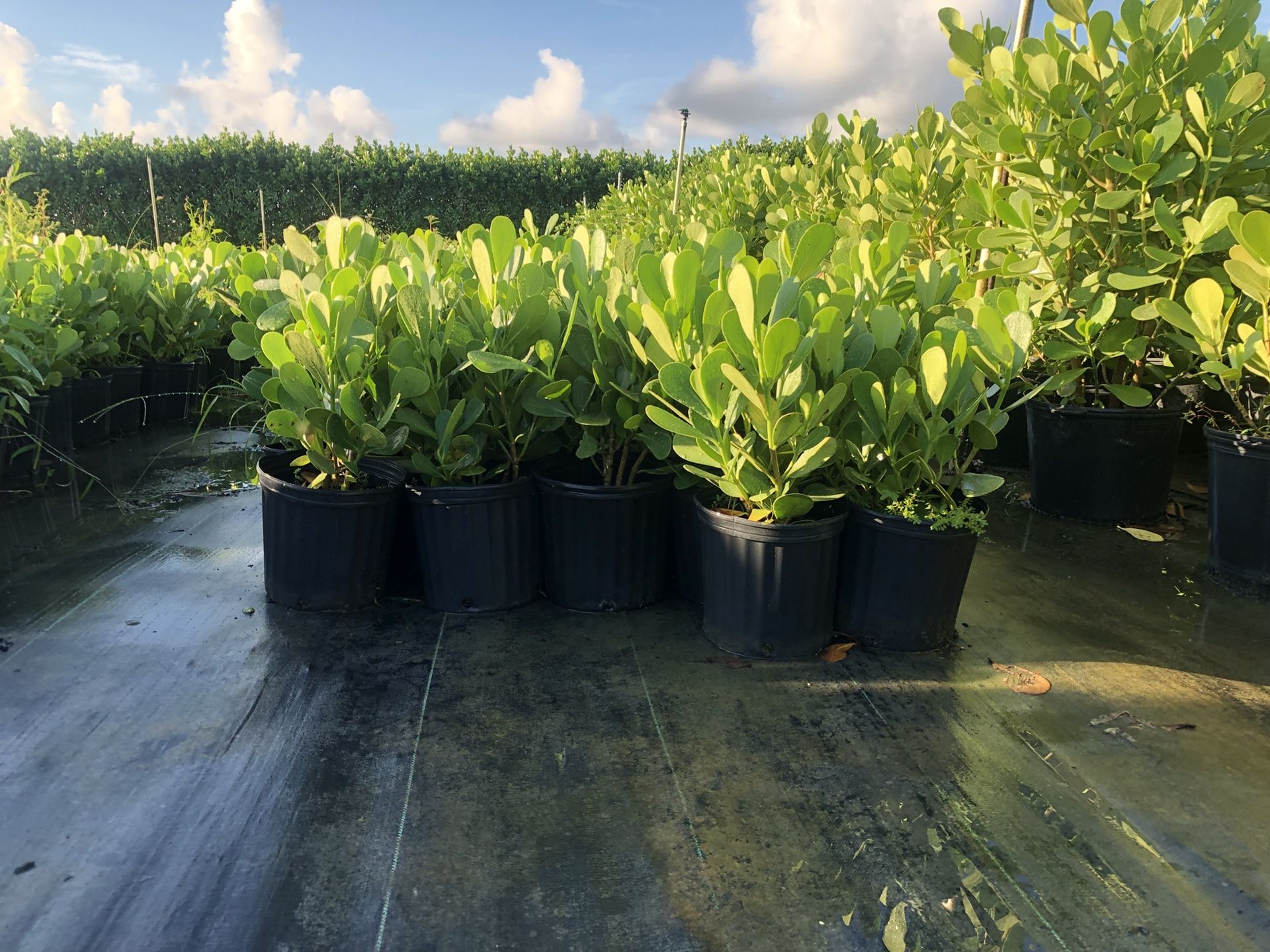PRIVACY HEDGE PLANTS CLUSIA CULUSIA CALUSIA CALUSA for Sale in Miami ...