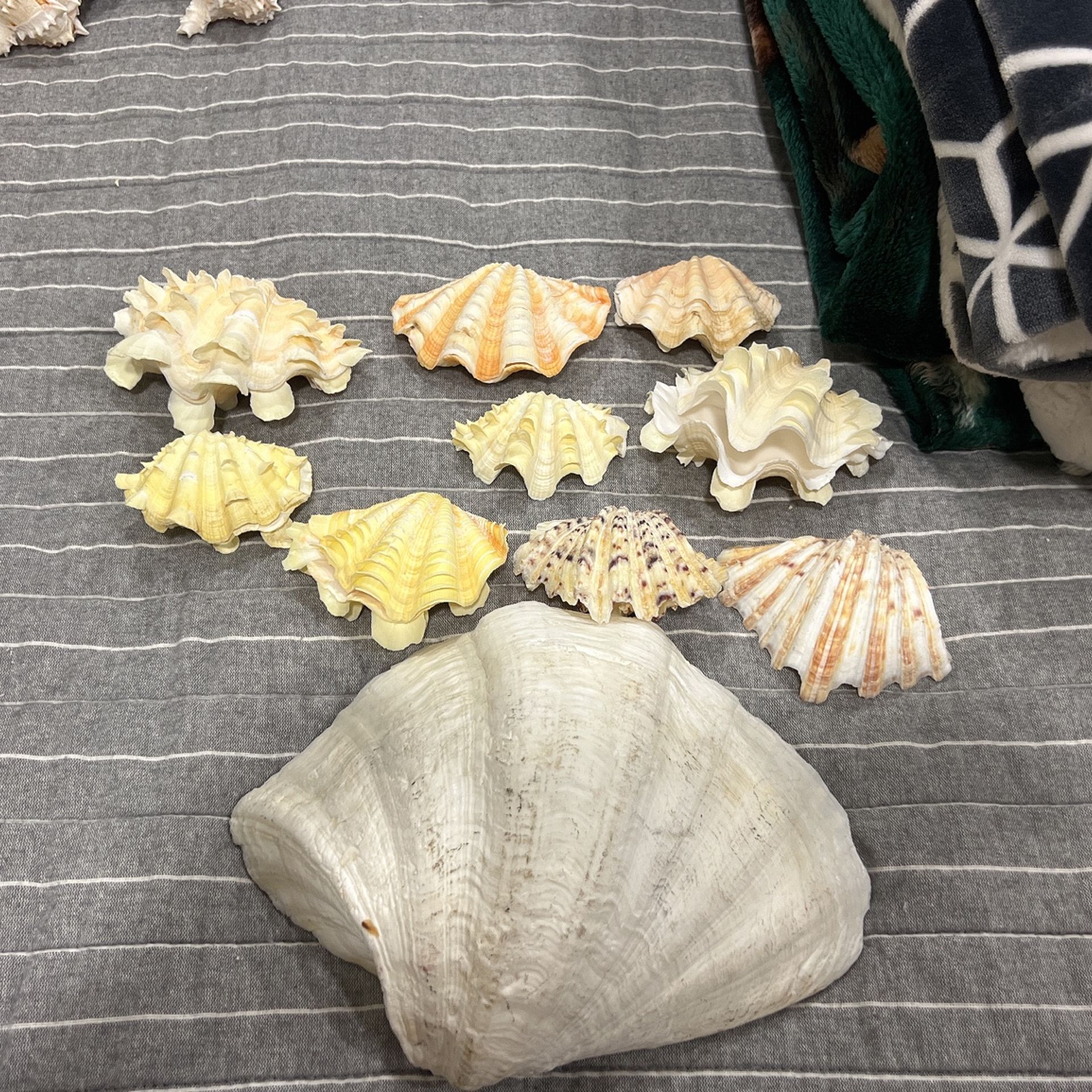 Clam Shells for Sale in Riverside, CA - OfferUp