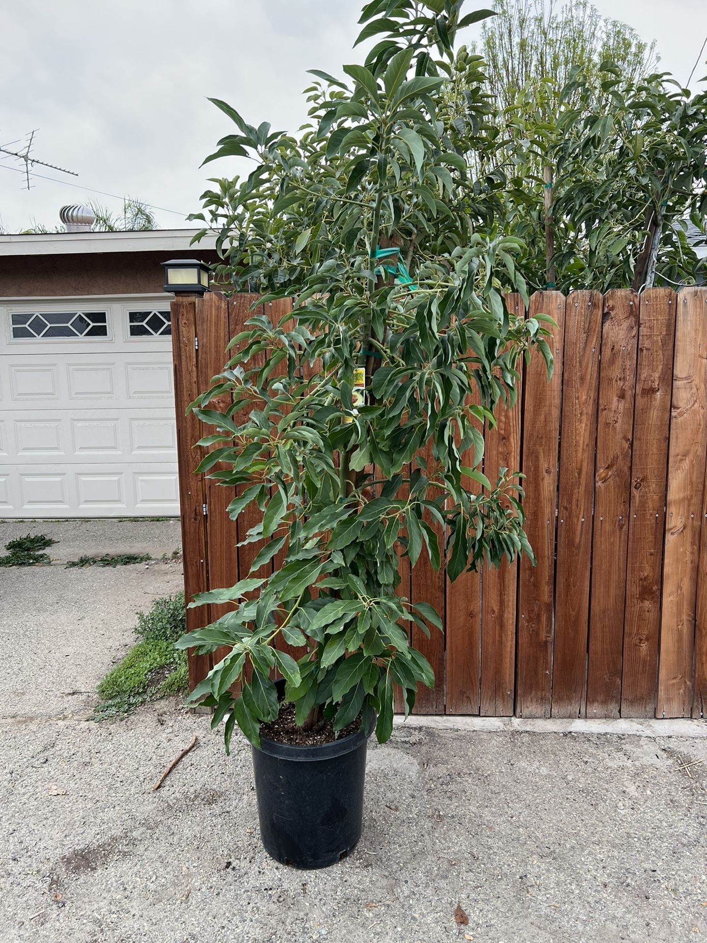 Dwarf Avocado Tree