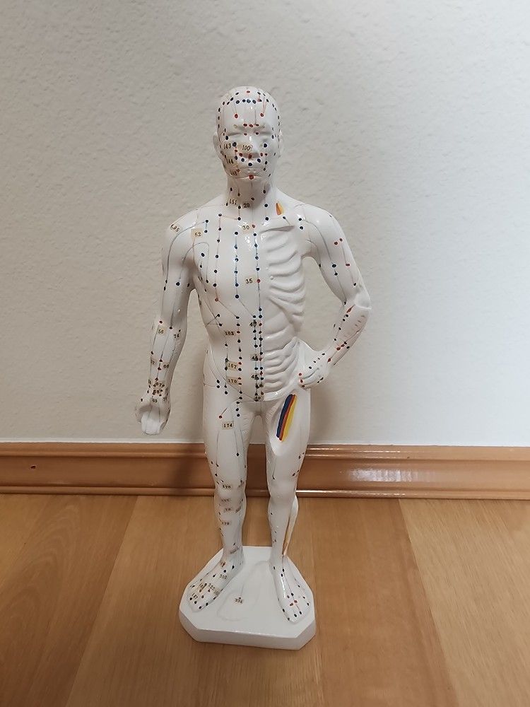 Acupuncture Point Human Body Model for Sale in Milton, WA - OfferUp
