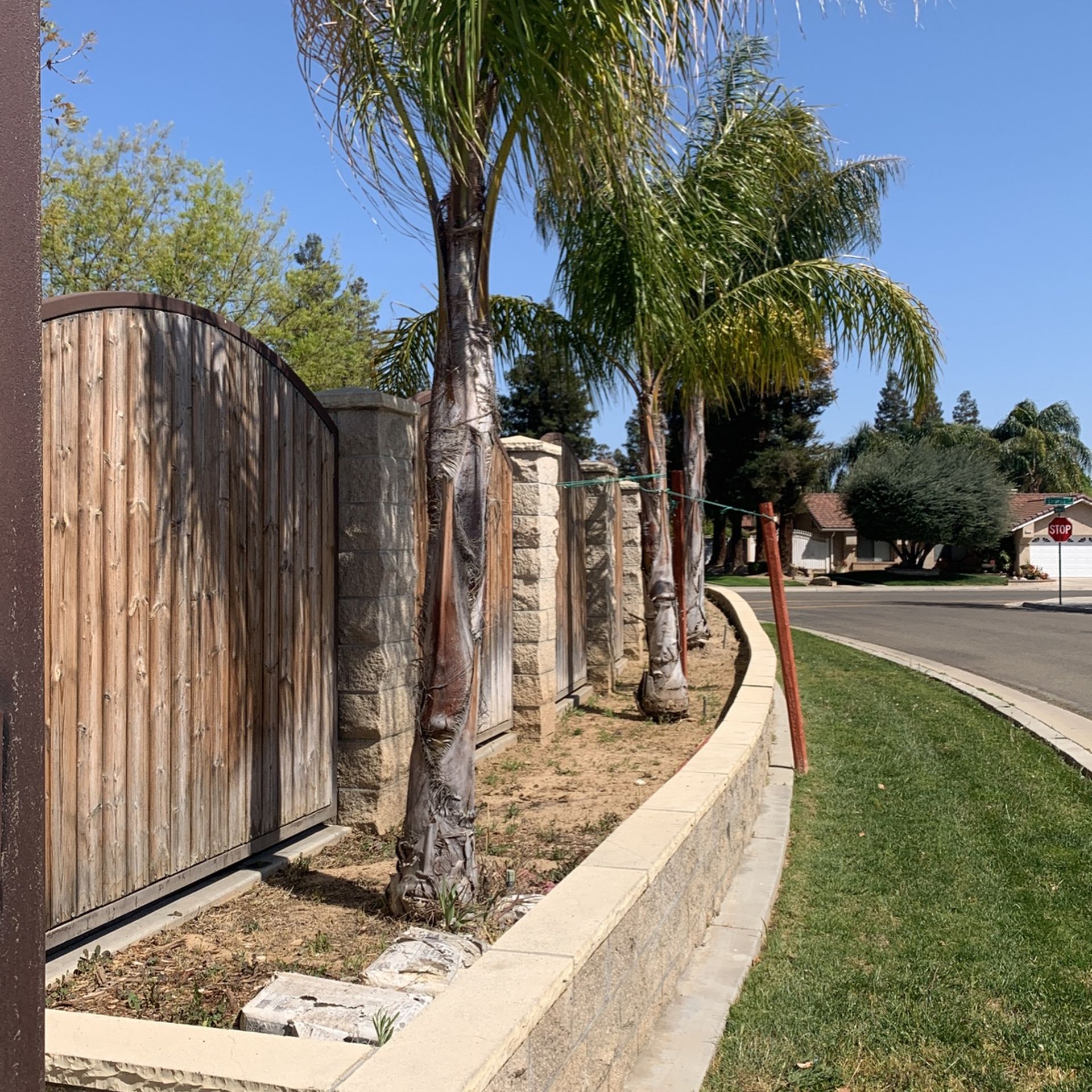 12-15 Feet High Tall Mature Queen Palm Tree’s for Sale in Fresno, CA ...