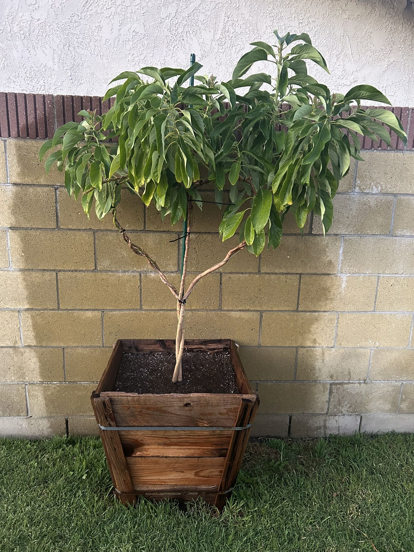 Avocado Tree for Sale in City Of Industry, CA - OfferUp