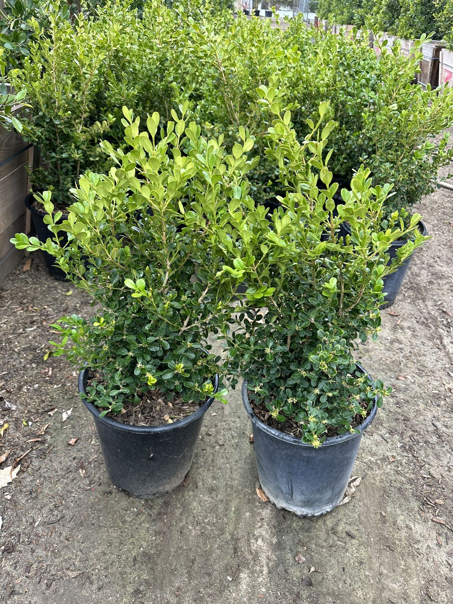 Japanese Boxwood Hedge for Sale in Irwindale, CA - OfferUp