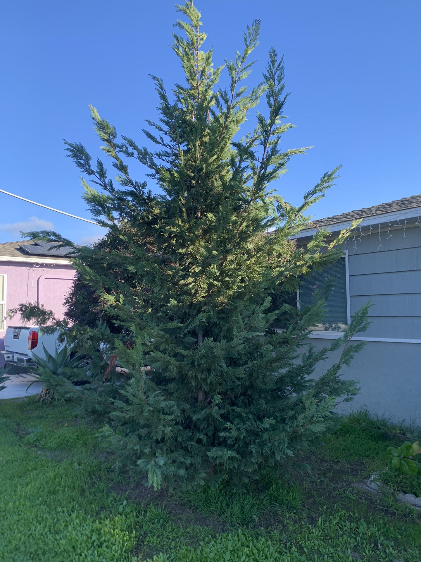 Free 15 Feet live Pine Tree for Sale in Chula Vista, CA - OfferUp