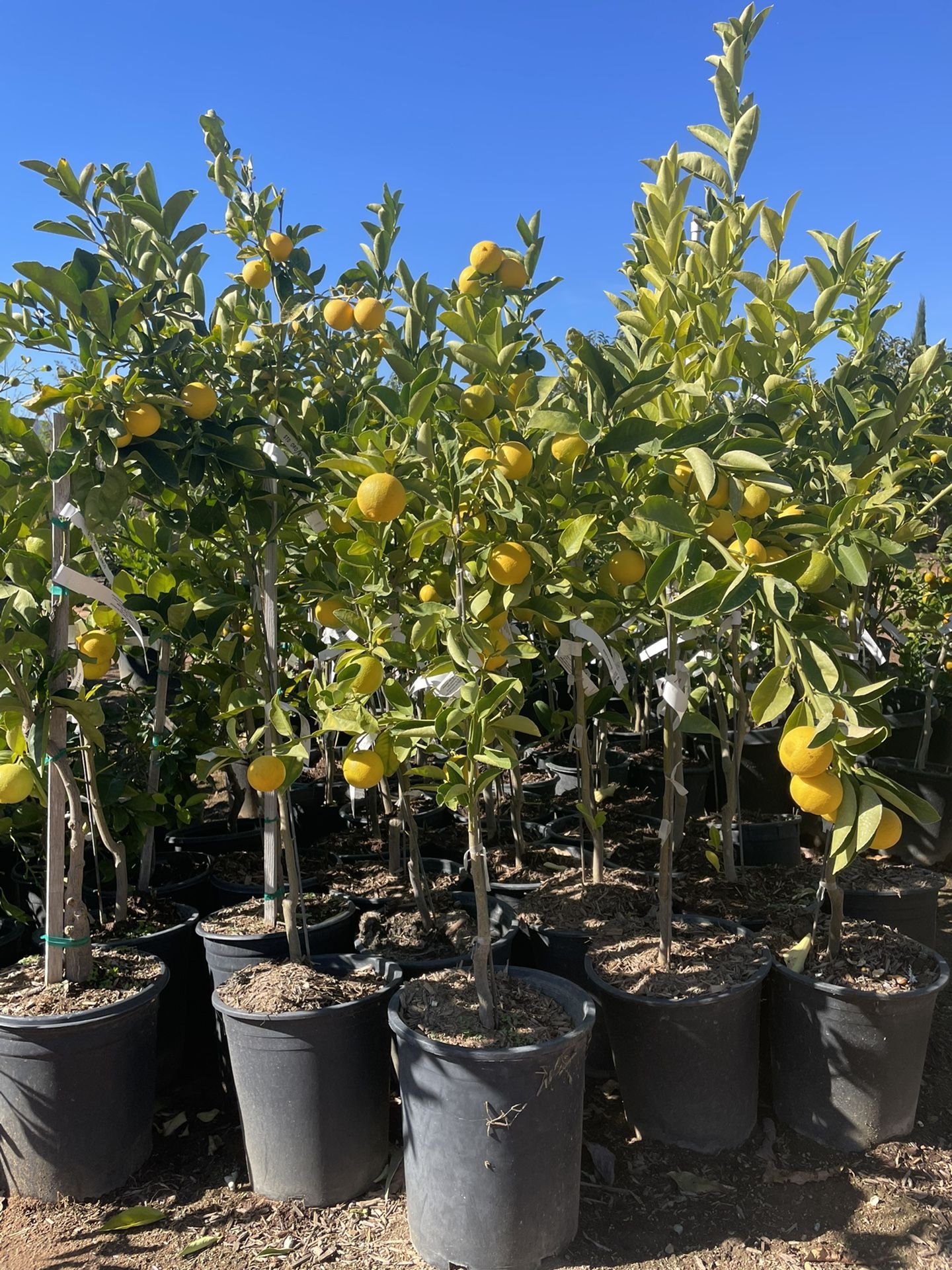 Citrus Trees- 5 Gallon Size- Orange Trees- Lemon Trees- Lime Trees ...