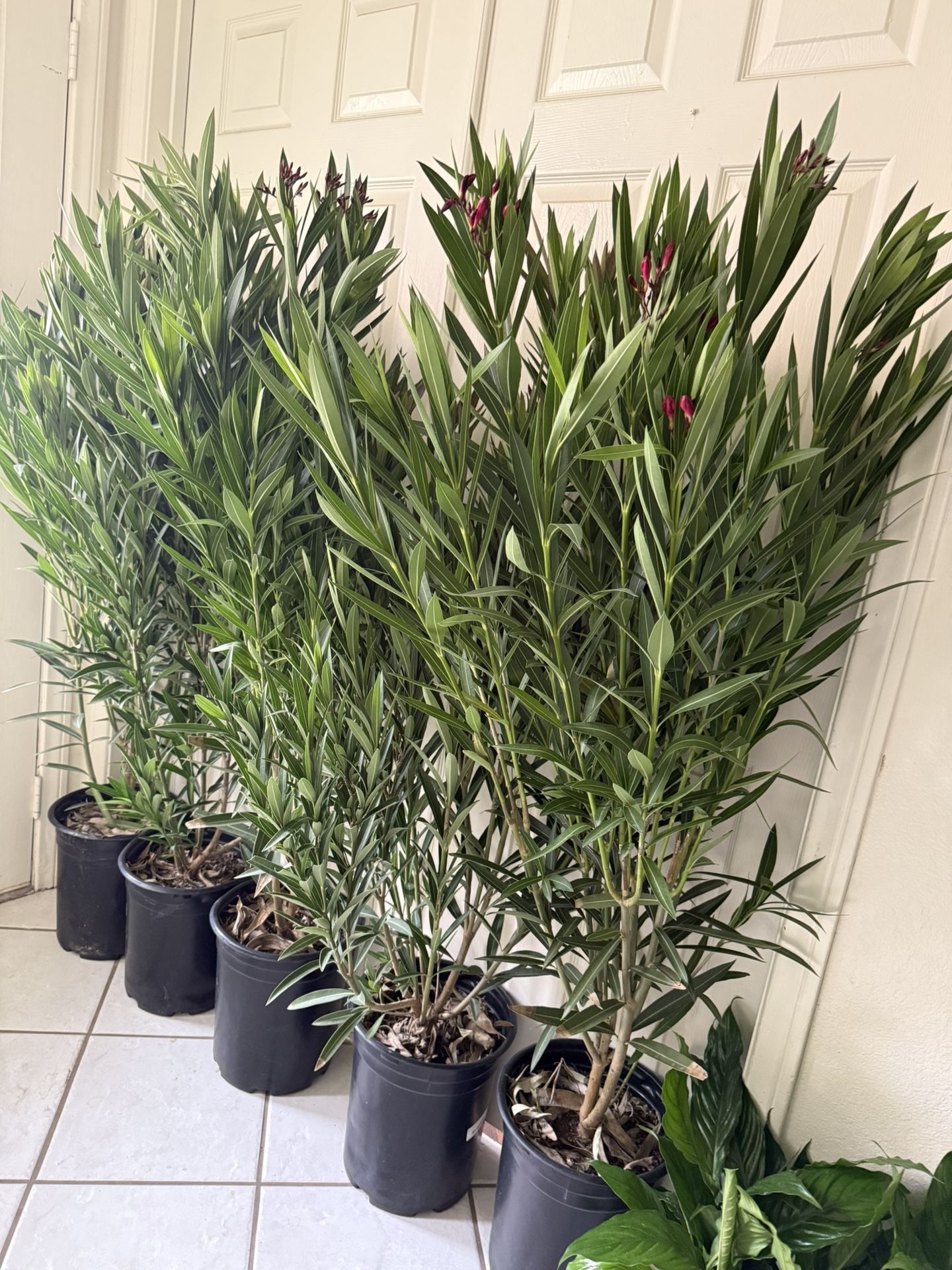 Almost 5’ feet tallSUPER HEALTHYRed Oleander 12” nursery pot(GREAT FOR ...