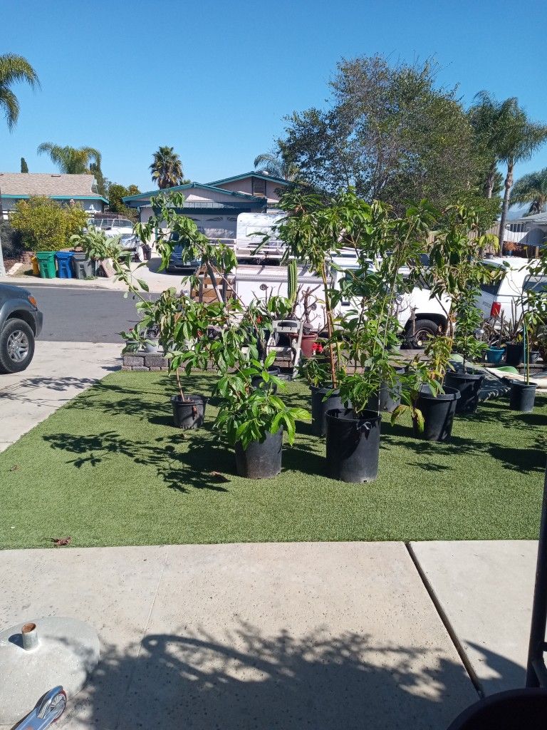 Avocado Trees Hass 4-8 Foot for Sale in Santee, CA - OfferUp