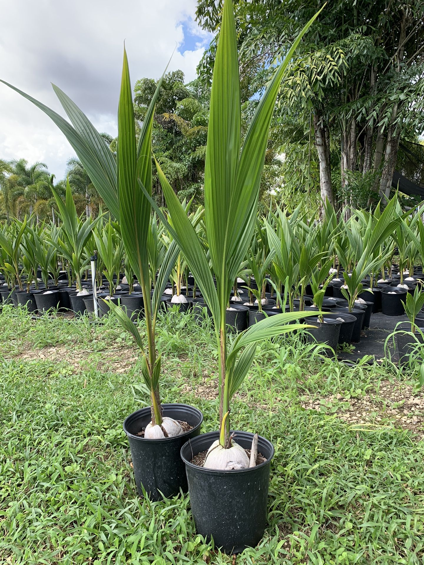 Green Malayan Dwarf Coconut Palms $10/Each for Sale in Miami, FL - OfferUp