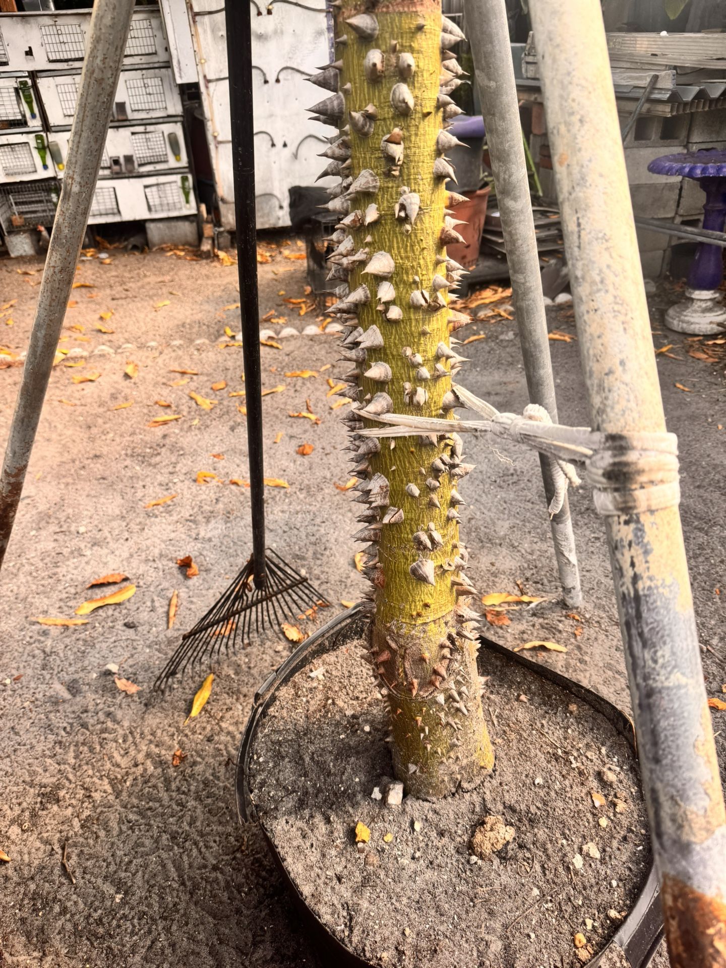 Ceiba Tree For Sale for Sale in Hialeah, FL - OfferUp