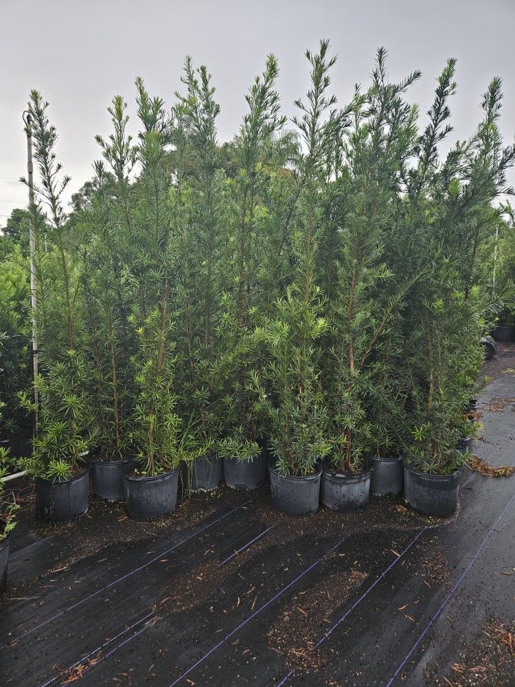 huge Podocarpus over 6 to 7 feet tall Instant Privacy Hedge For Fence ...