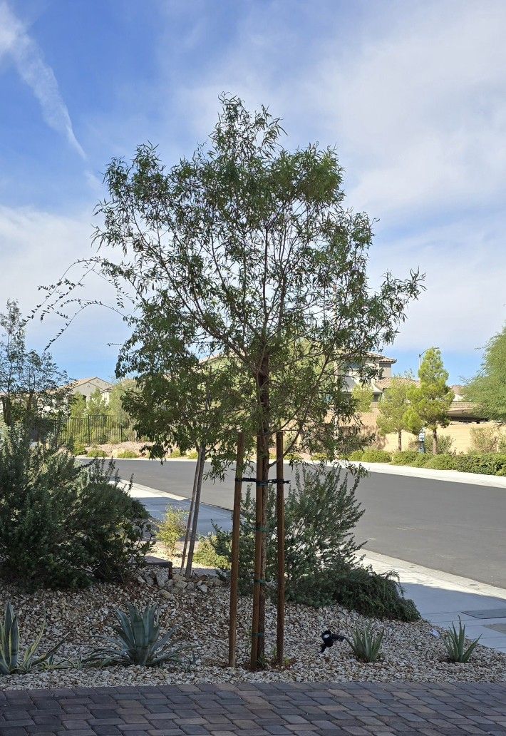 14' African Sumac Evergreen Tree for Sale in Las Vegas, NV - OfferUp