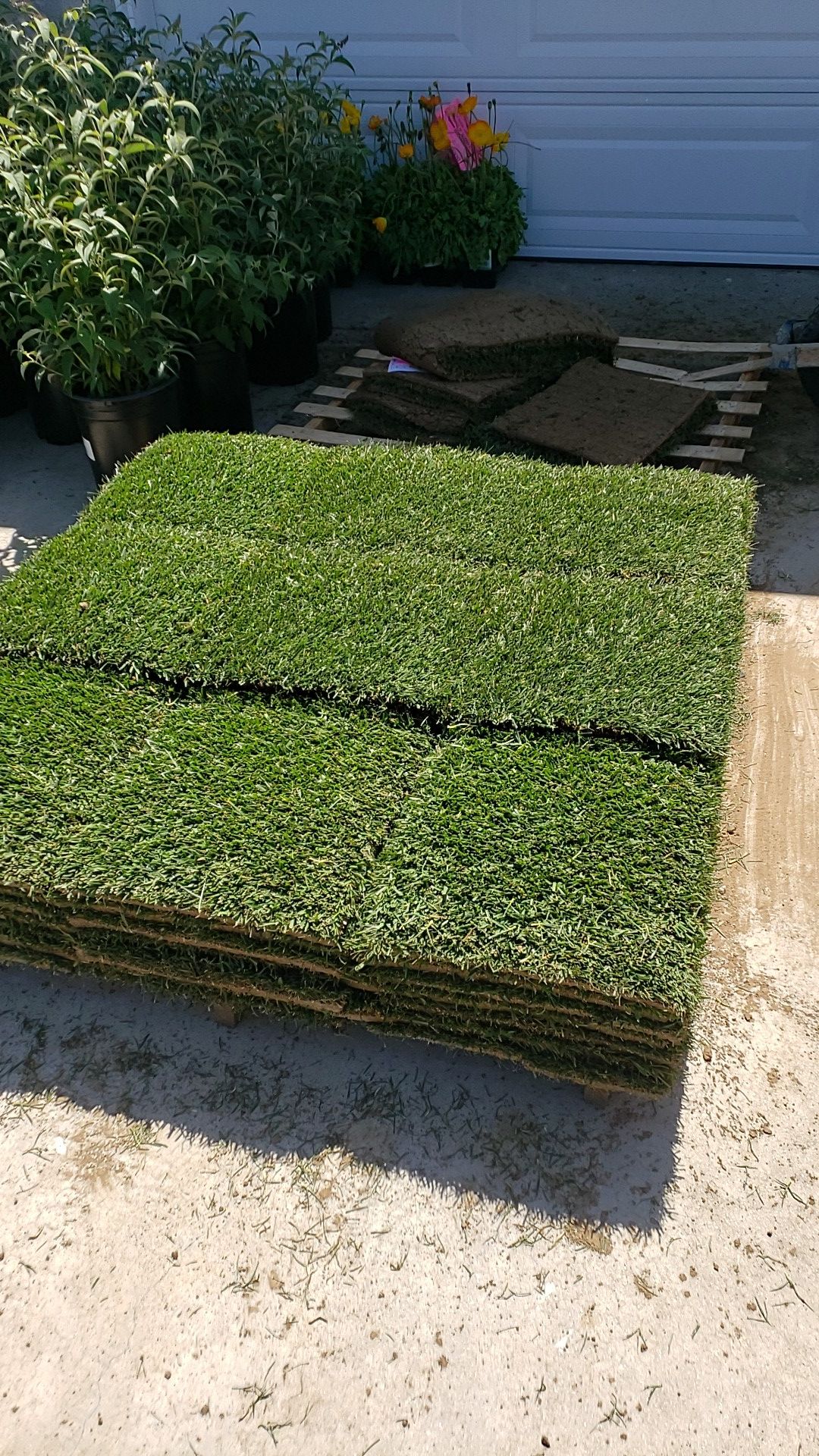 Marathon 1 tall fescue grass Free You will have to pick up in HB for ...