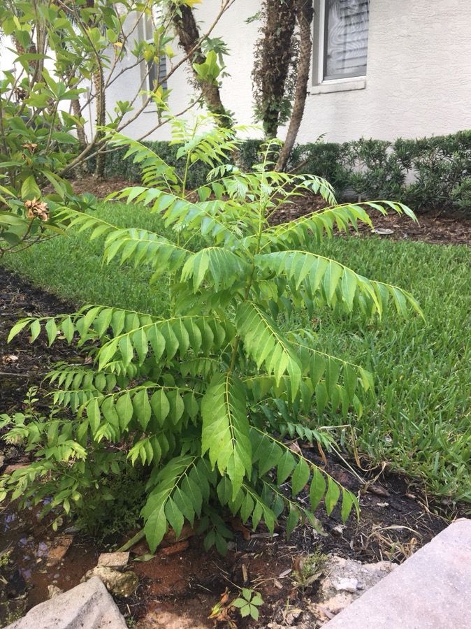Curry Leaves Tree