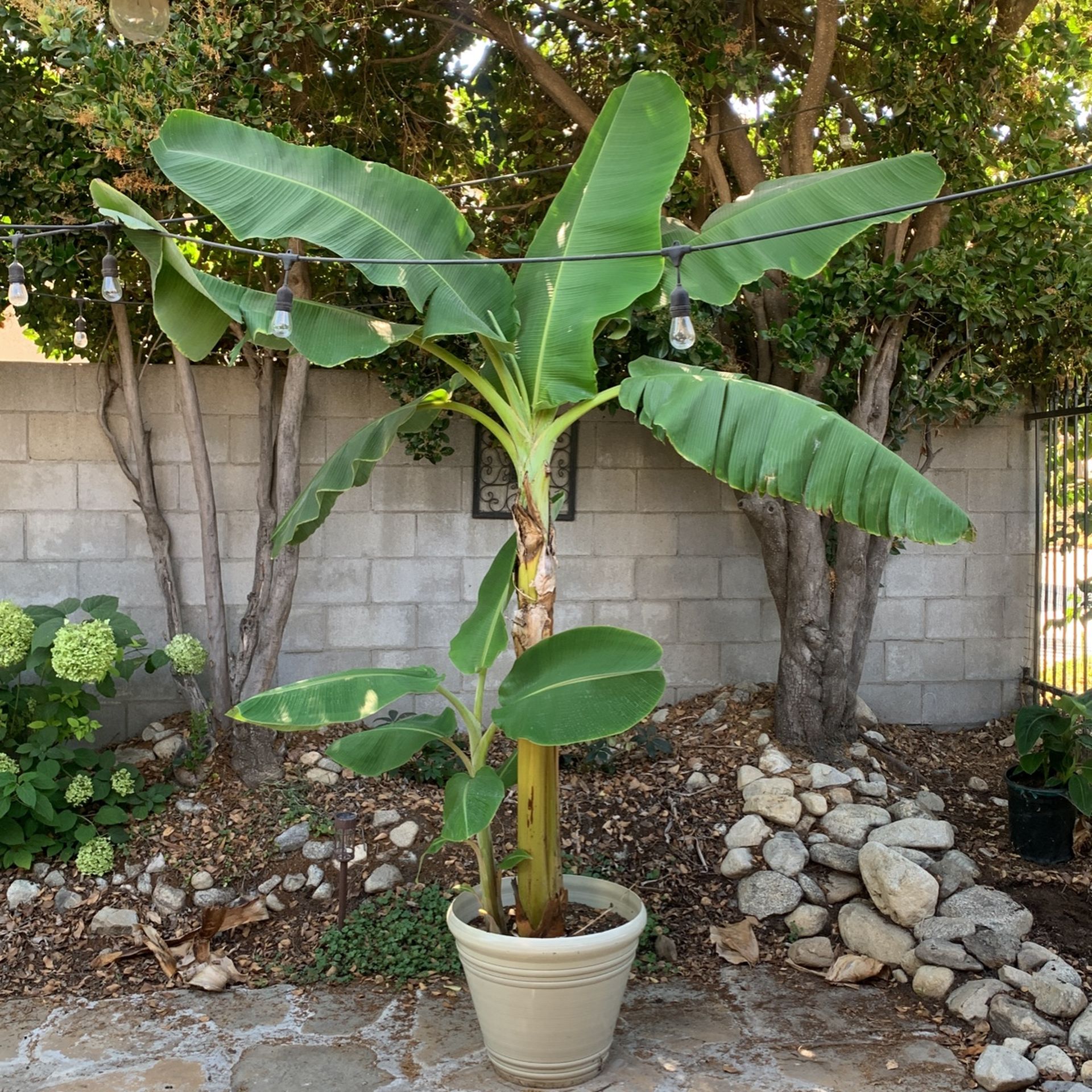 Banana Simi Dwarf Fruit Bearing Edible Banana plants Banana Trees for ...
