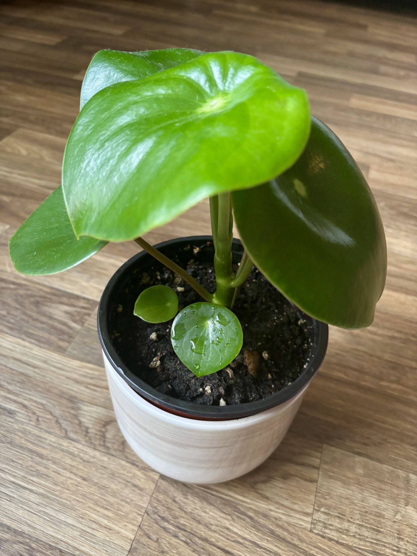 Peperomia Raindrop for Sale in Oakland, CA - OfferUp