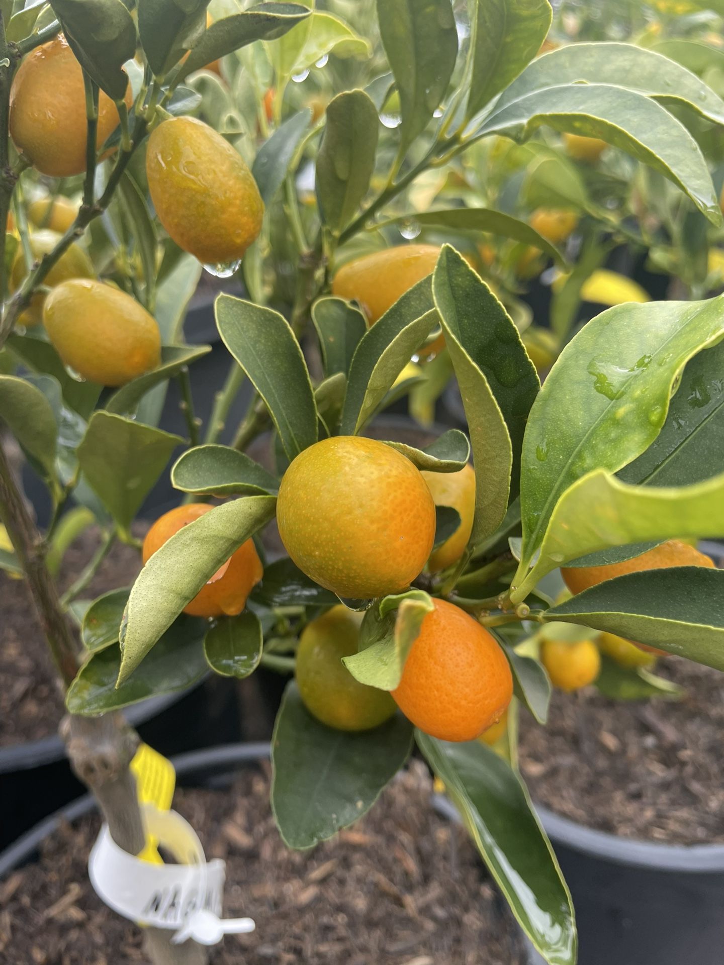 5 Gallon Size- Fruiting Age- Citrus Trees for Sale in Riverside County ...