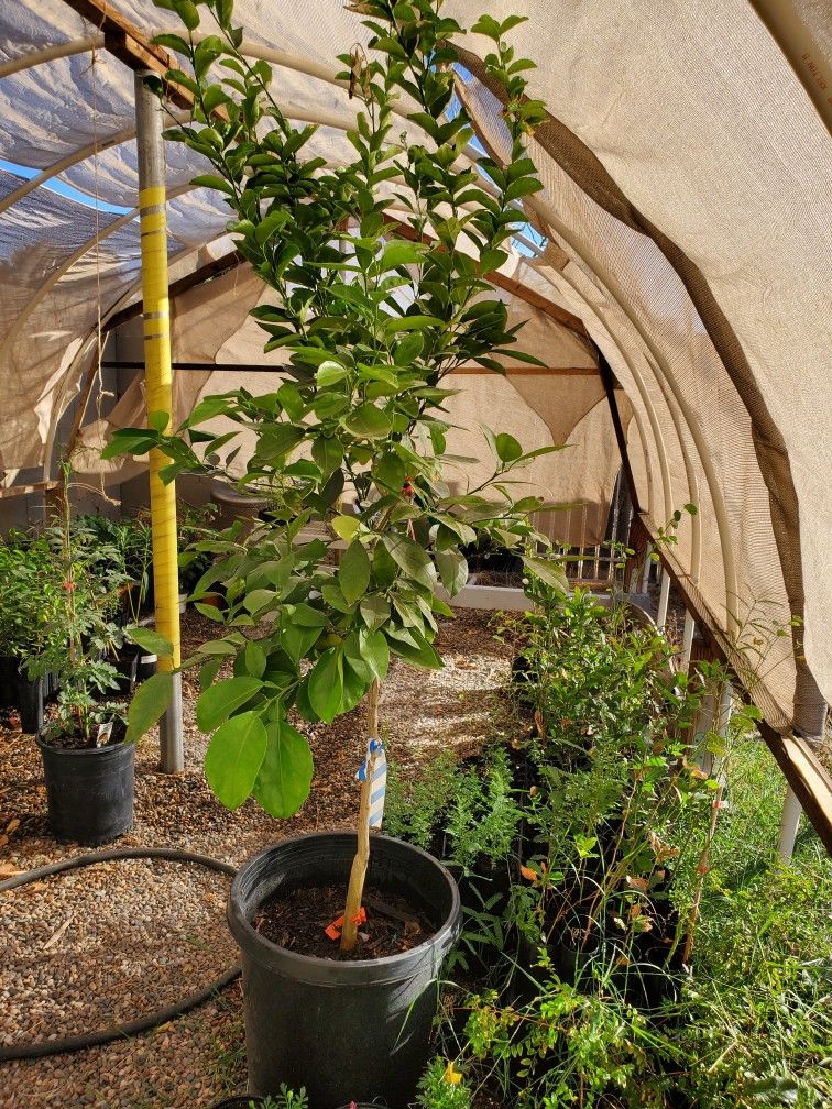Citrus Tree Cocktail, Árbol Cocktail De Citricos for Sale in Phoenix ...