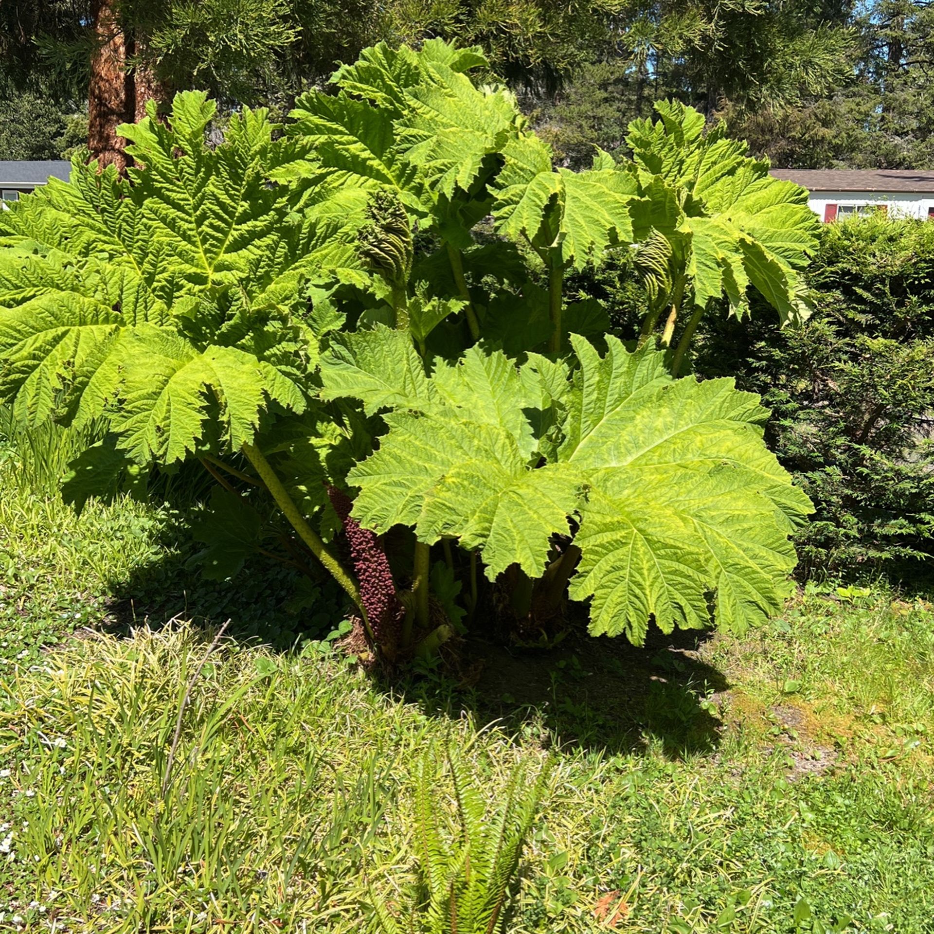 Gunnera Plant for Sale in Ocean Park, WA - OfferUp