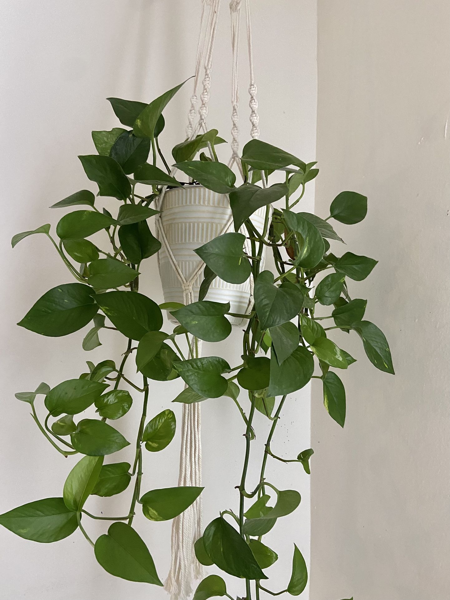 Hanging Pathos In Hanging Pot for Sale in Pompano Beach, FL - OfferUp