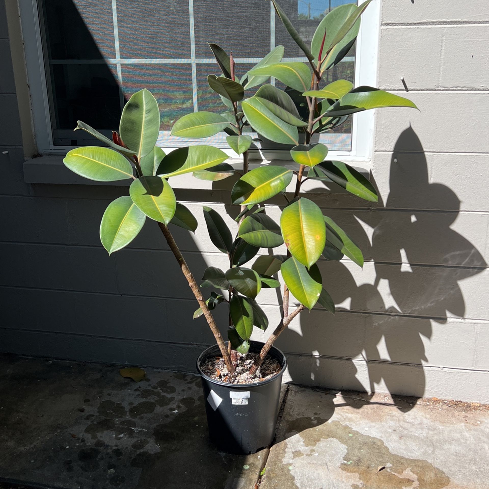 4.5’ Rubber Tree (Ficus Elastica) for Sale in St. Petersburg, FL - OfferUp