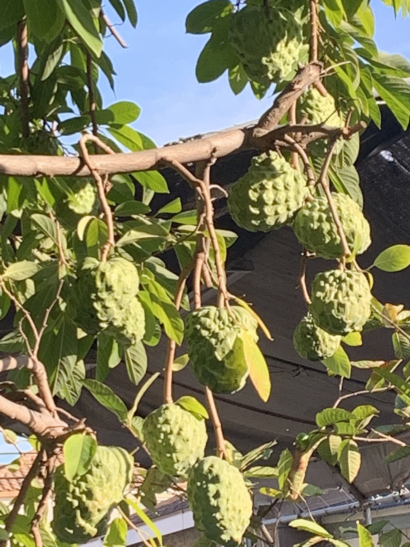 1.8 Feet Sugar Apple Tempoya Custard Sweat Tree for Sale in Midway City ...