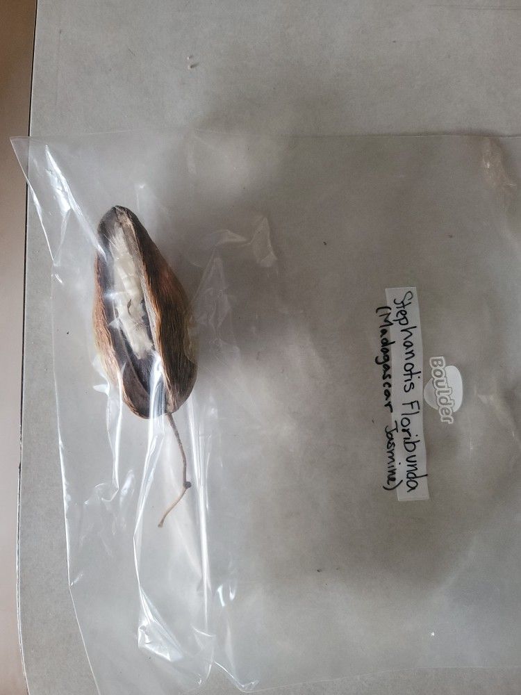 Stephanotis Floribunda Seeds