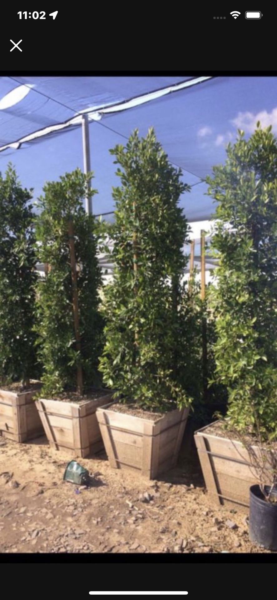 Indian Laurel Columns, Ficus nitida ‘Columns’ , Ficus tree, shade or ...