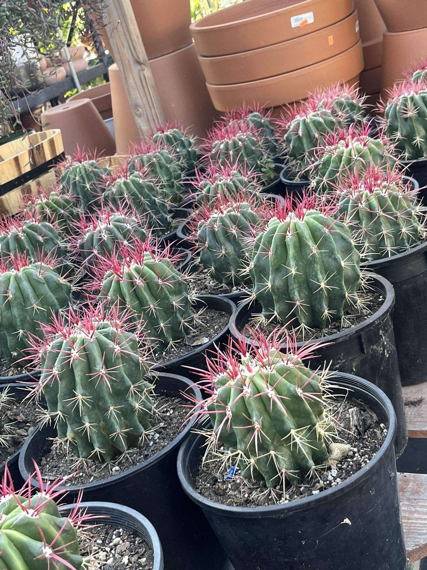 Weekend Sale Friday To Sunday The 21th Mexican Fire Barrel Cactus $18 ...