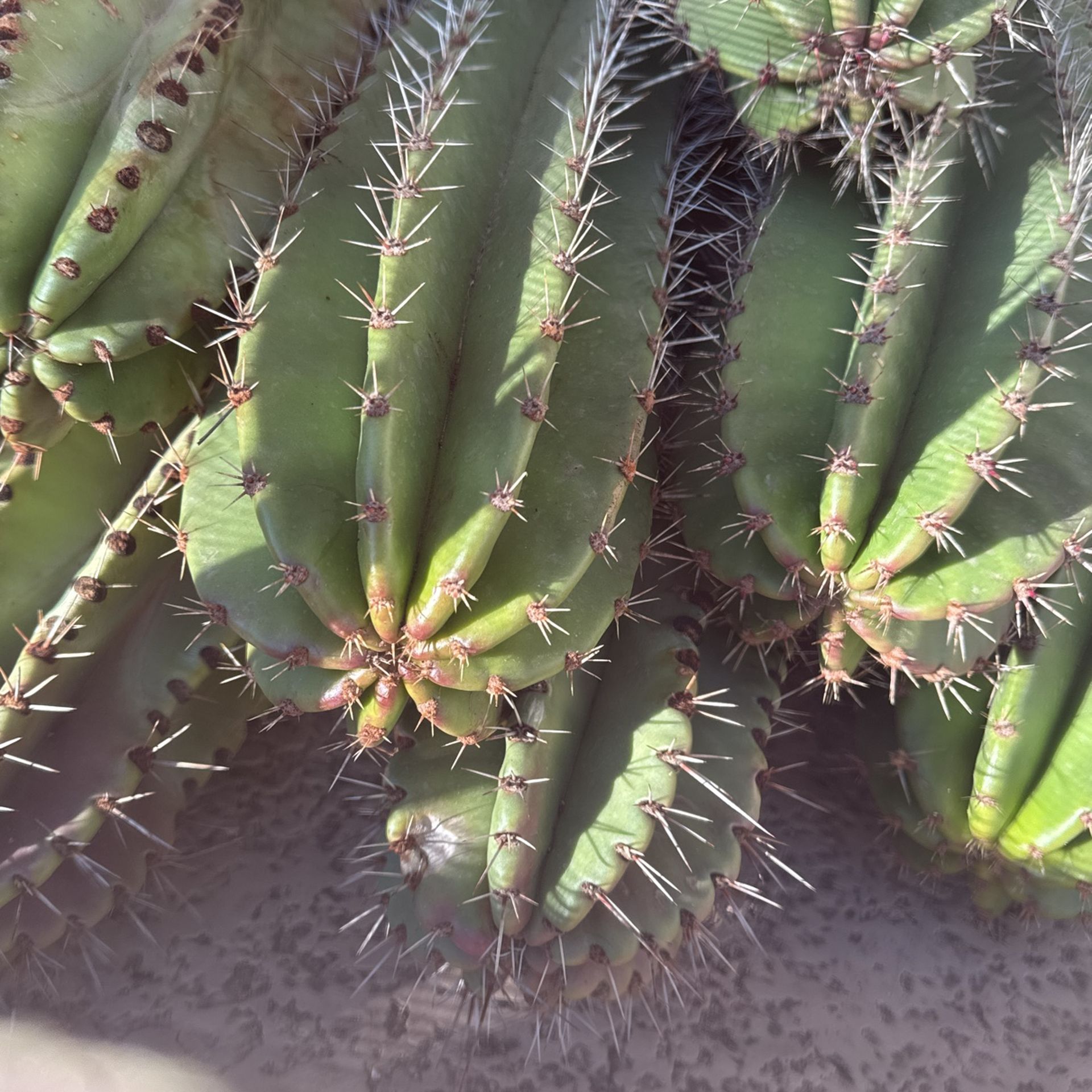 Mexican Organ Pipe. Aka Stenocereus QUERETAROENSIS. Mexican Breed Pitya ...