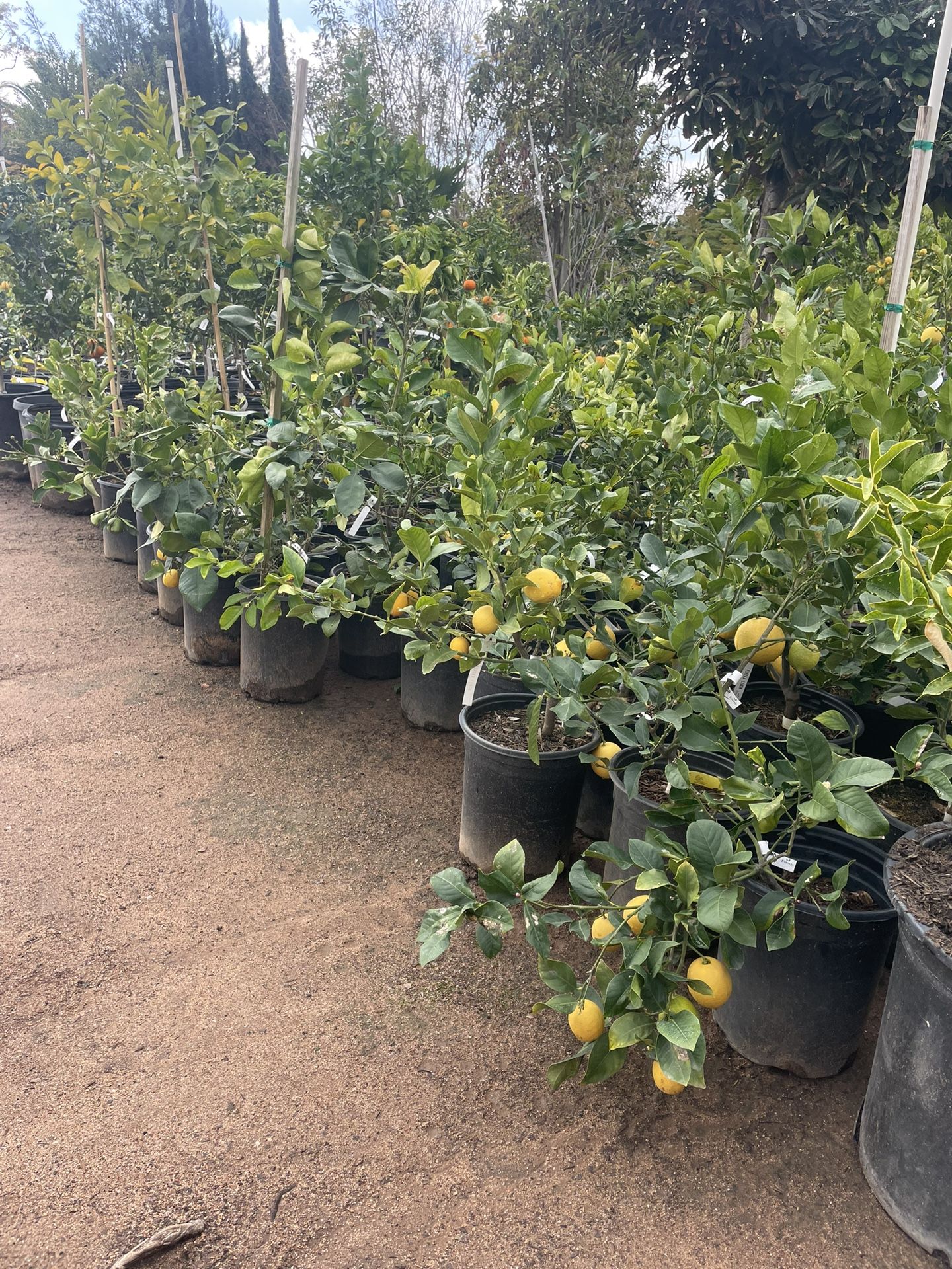 5 Gallon Size- Fruiting Age- Citrus Trees for Sale in Norco, CA - OfferUp