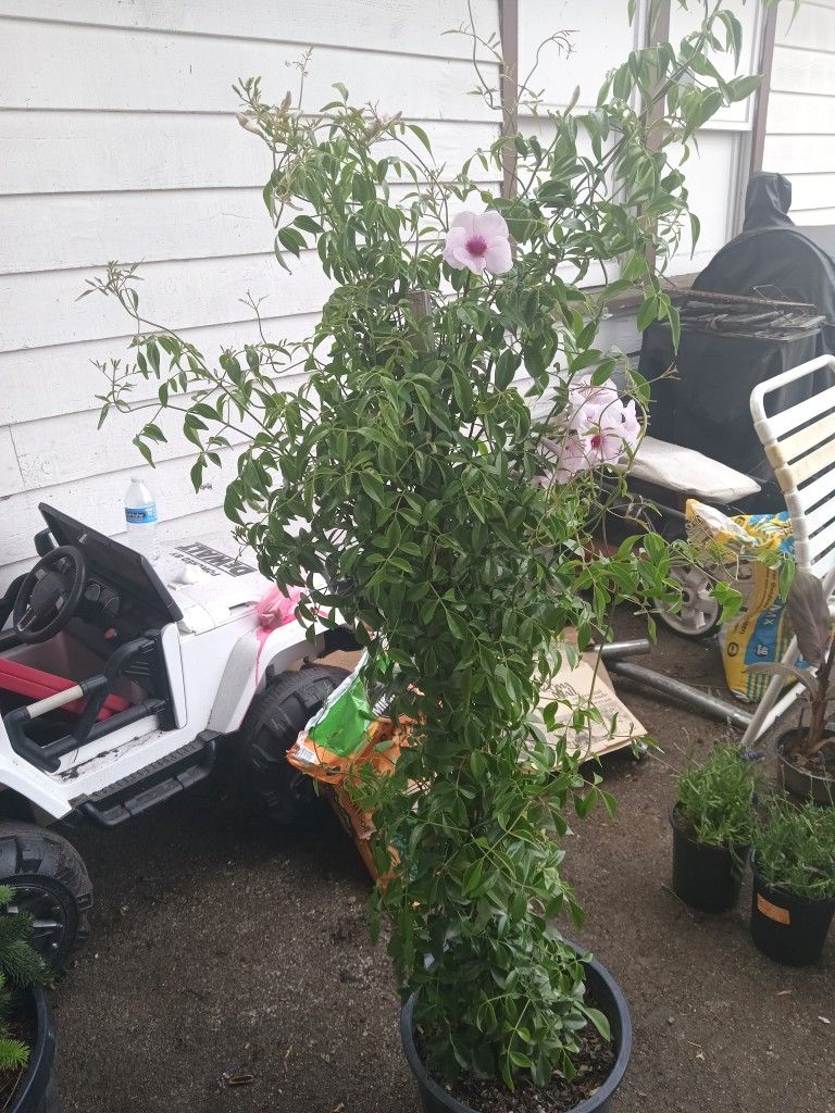 Bower Plant 'Rosea' Vine Form for Sale in Tacoma, WA - OfferUp