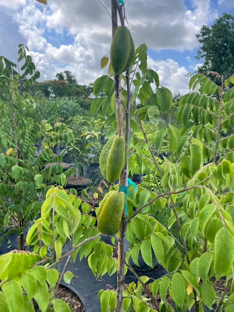 Starfruit Tree