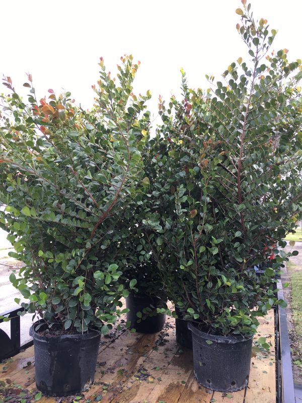 Coco plum trees hedge plants for privacy fence for Sale in Cooper City ...