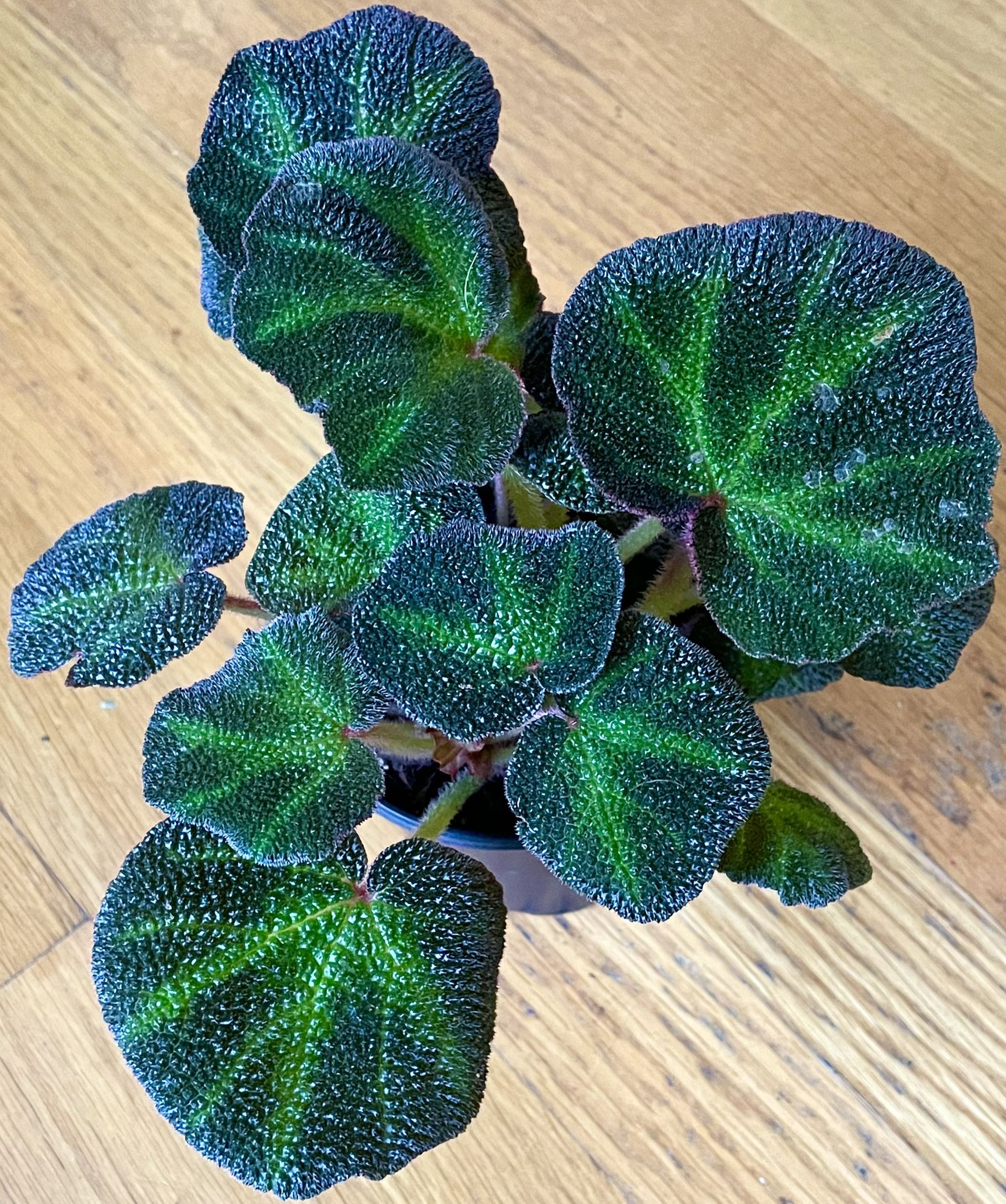 Begonia Soli-Mutata / Sun Changing Begonia/ Free Delivery Available for ...