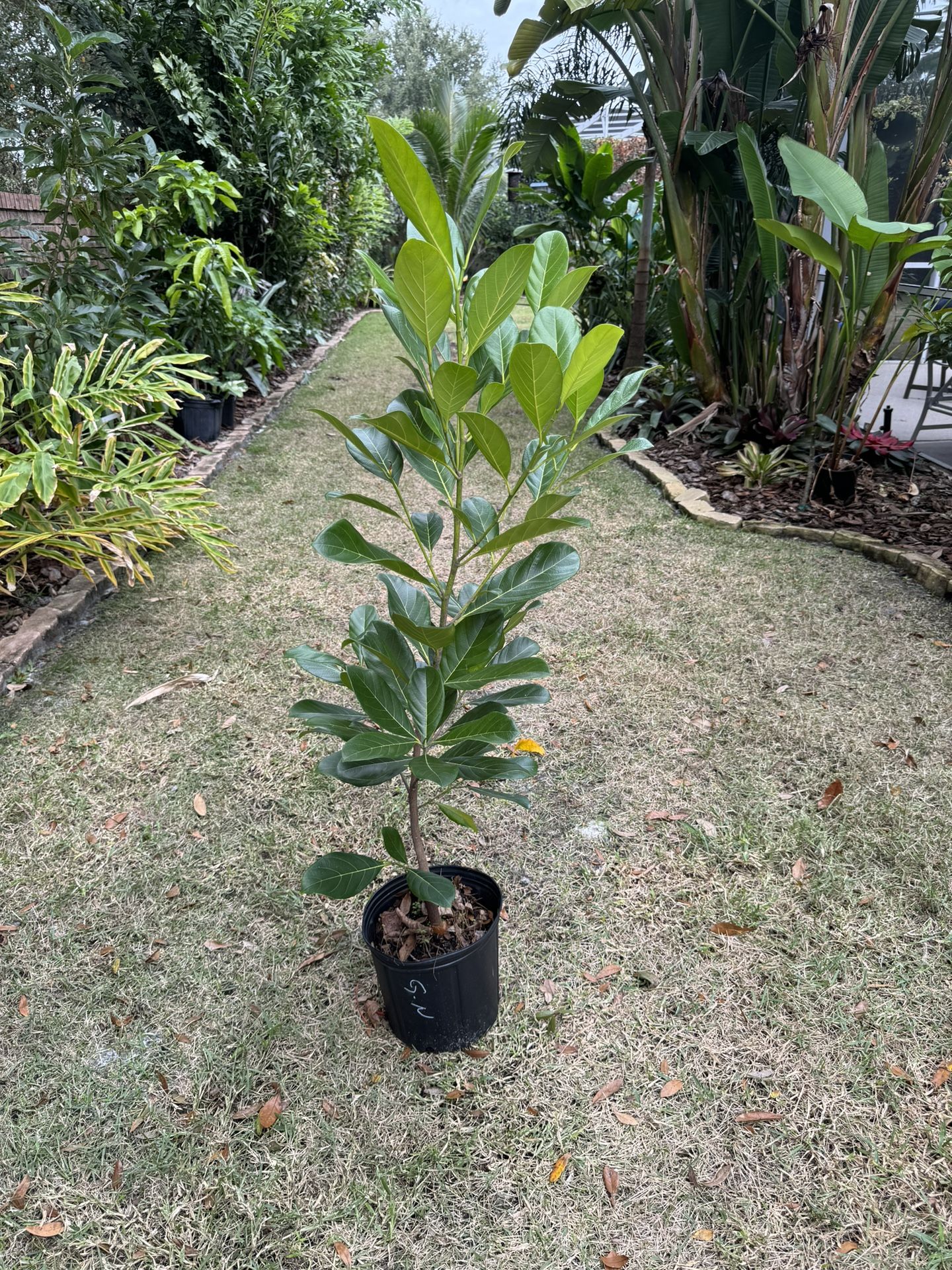 Golden Nugget Jackfruit Tree for Sale in Orlando, FL - OfferUp