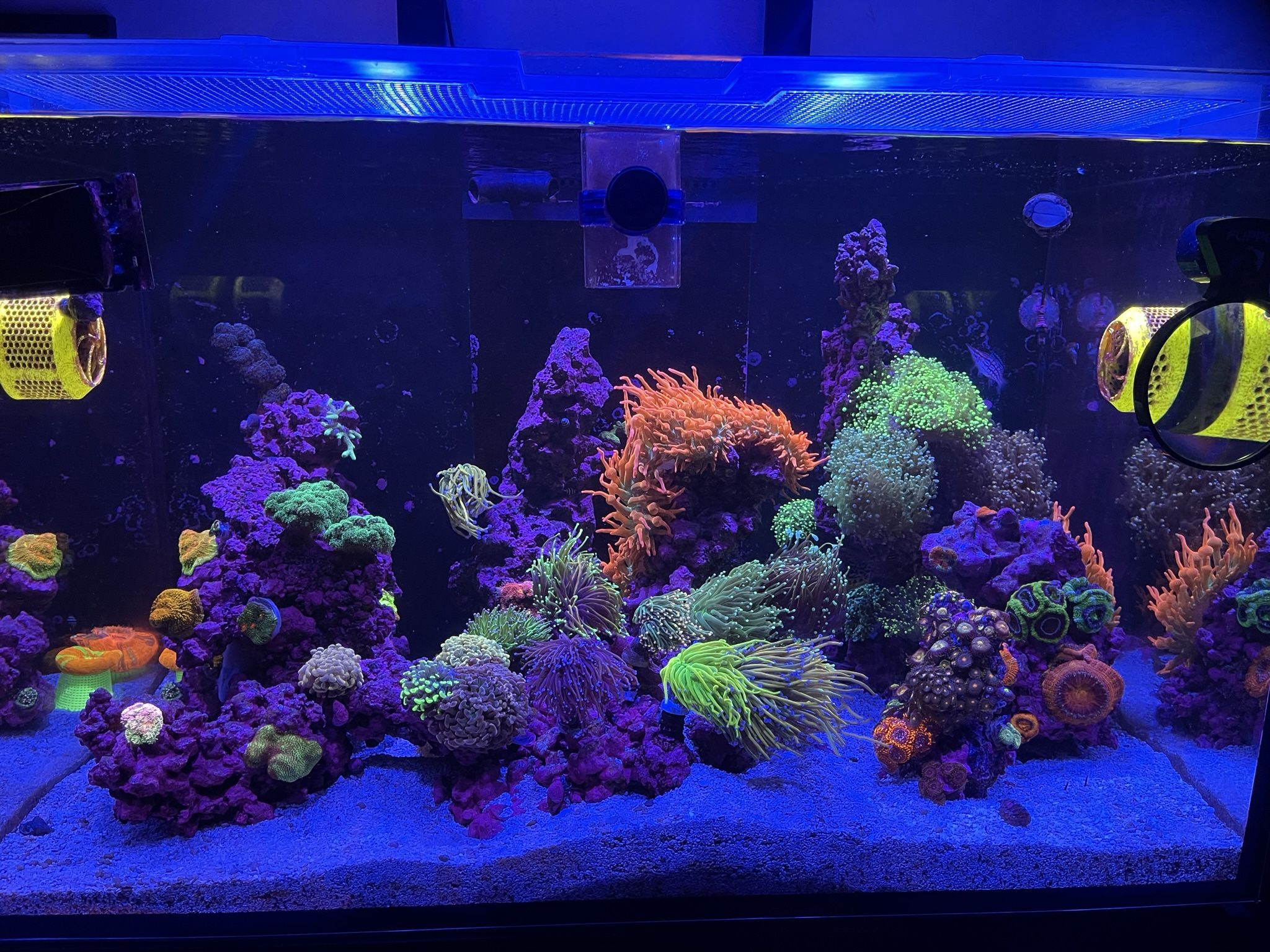 All In One Red Sea Reefer 300XL Deluxe Salt Water Fish Tank for Sale in ...